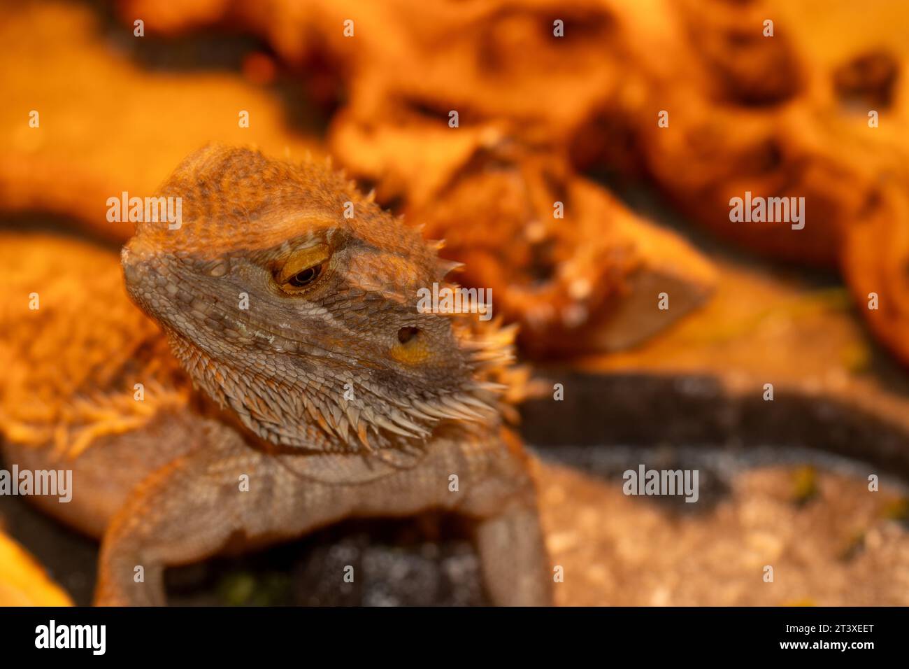 Female breaded dragon under heat lamp in cage . High quality photo ...