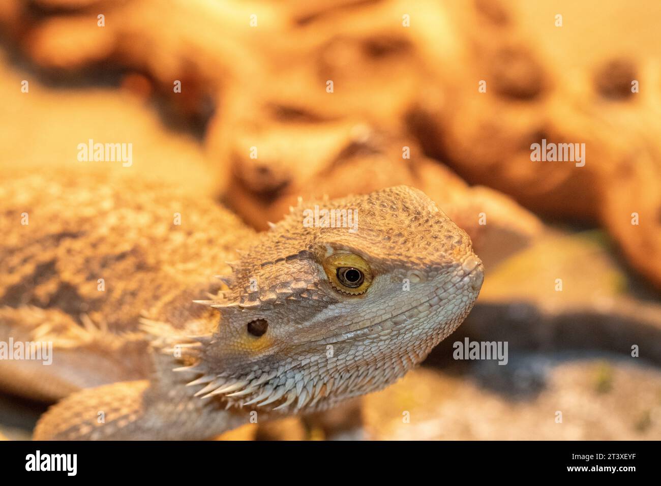 Female breaded dragon under heat lamp in cage . High quality photo ...
