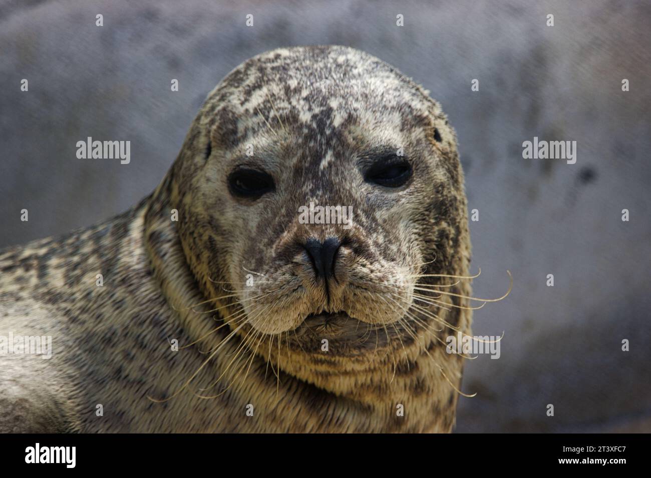 Seal observation hi-res stock photography and images - Alamy