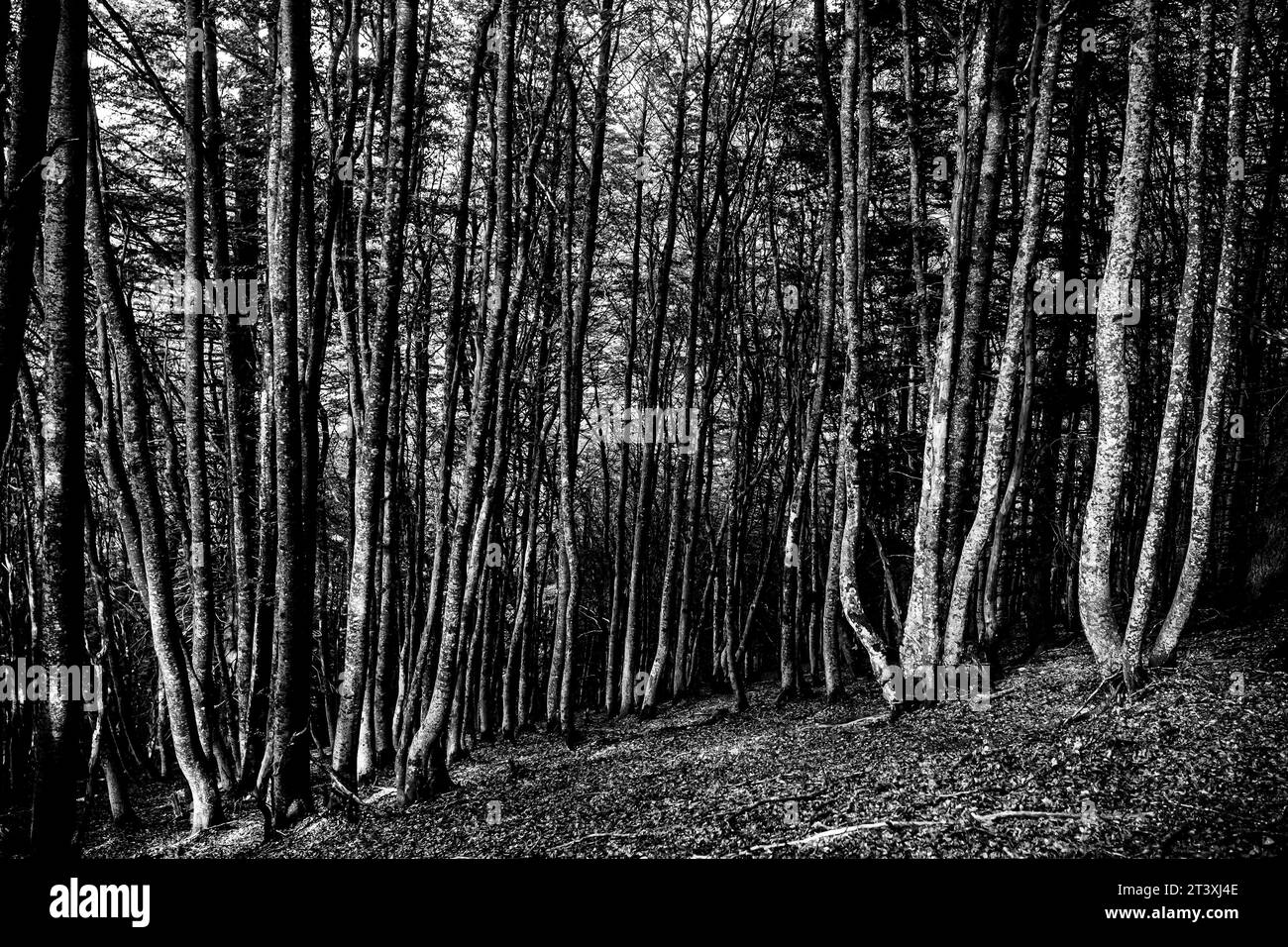 Pine forest - Dark and strange atmosphere in the forest with lined up ...
