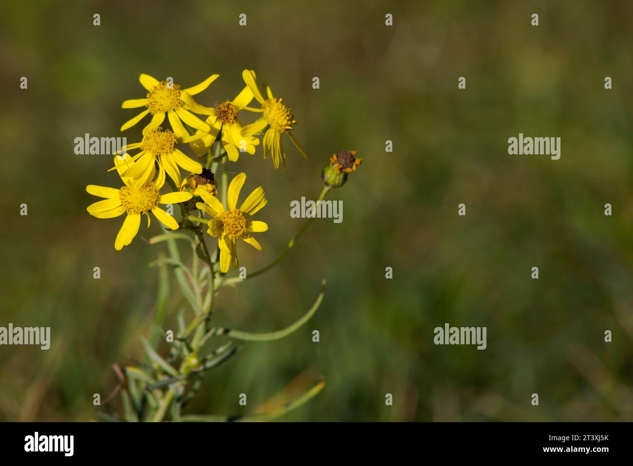 Yellow Senecio Inaequidens flowers in front of a green field Stock ...