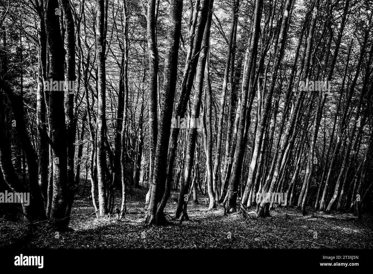Pine forest - Dark and strange atmosphere in the forest with lined up ...