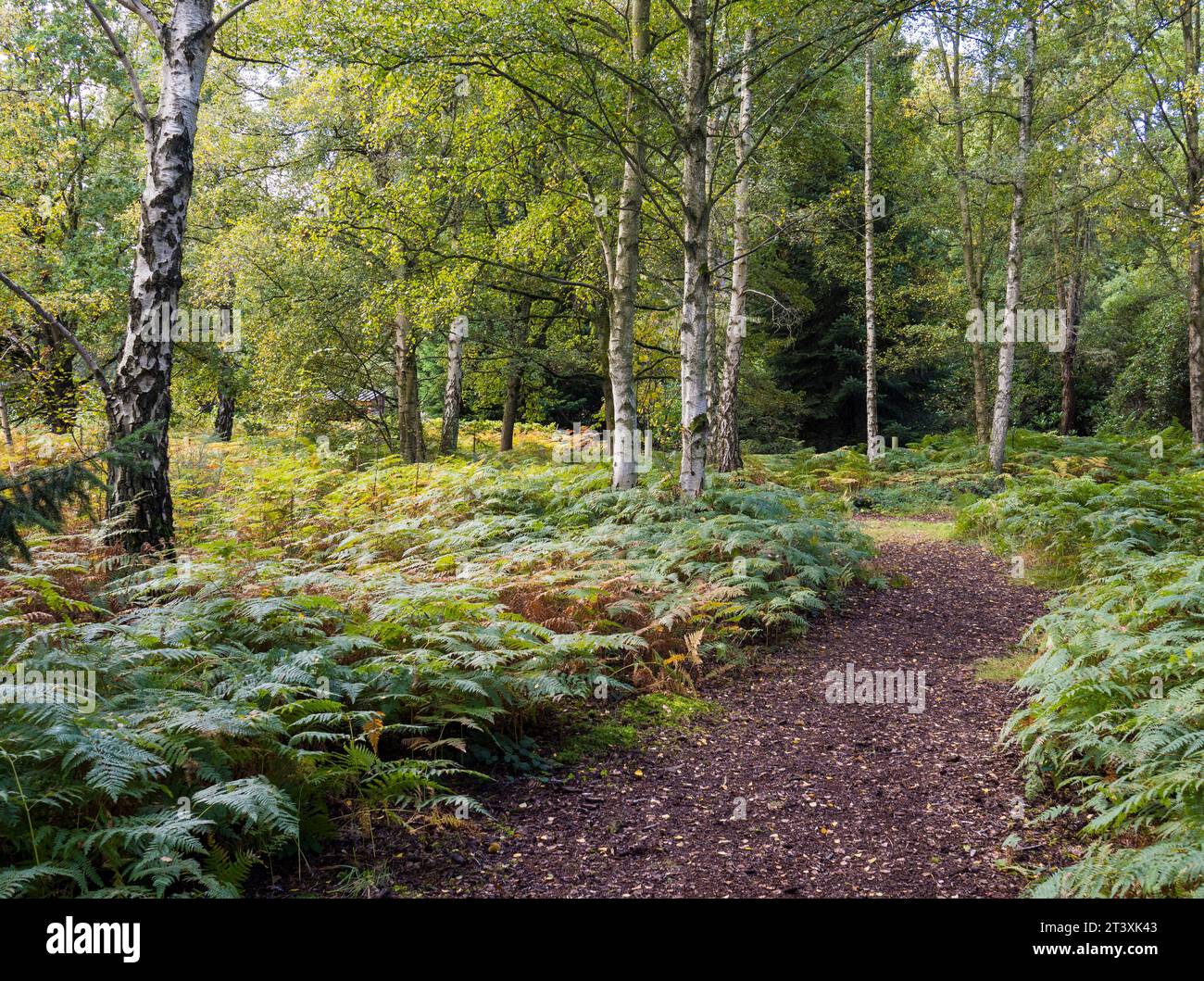 Path leading threw Autumn Landscape of Trees and Ferns, Harcourt ...