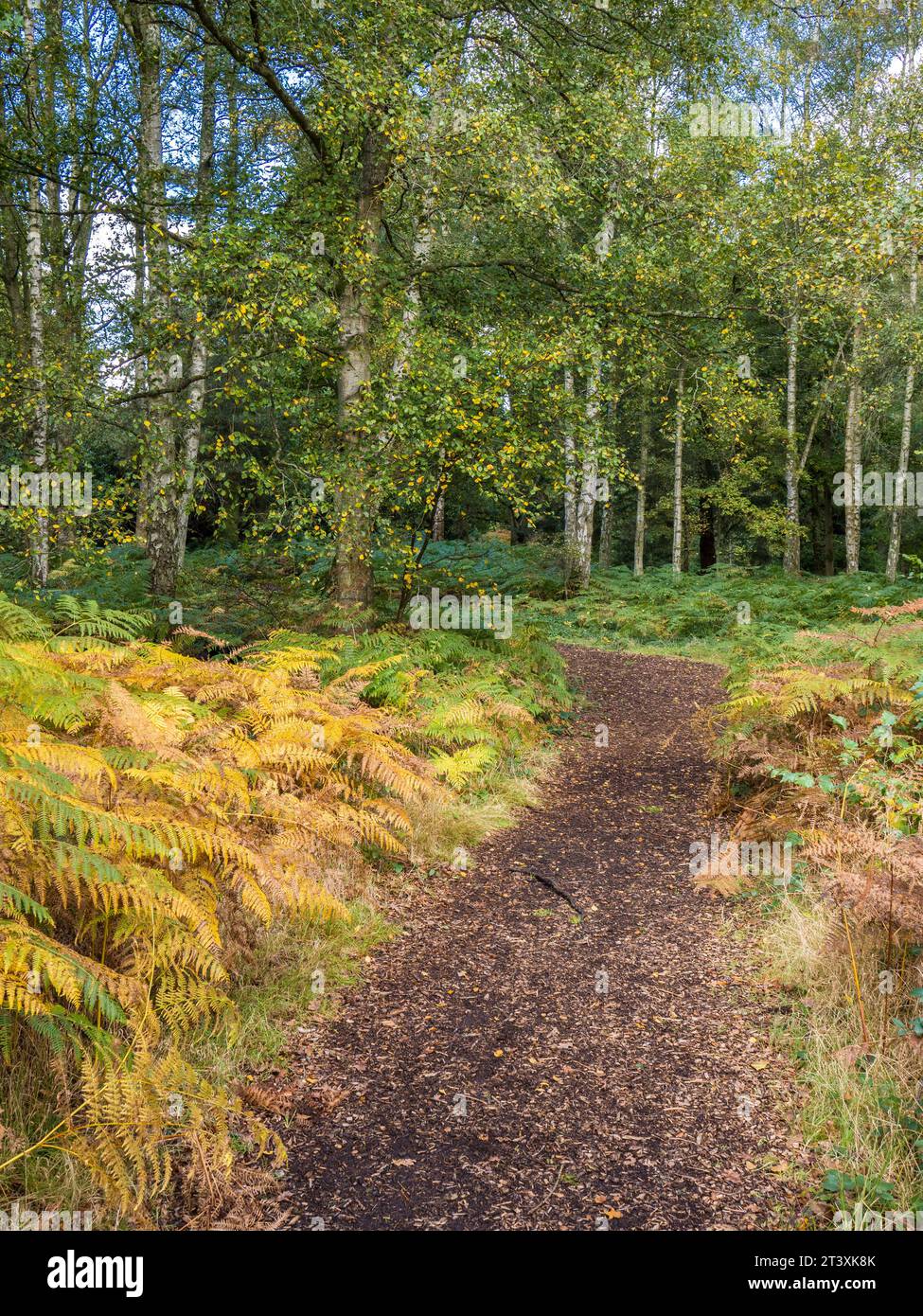 Path leading threw Autumn Landscape of Trees and Ferns, Harcourt ...