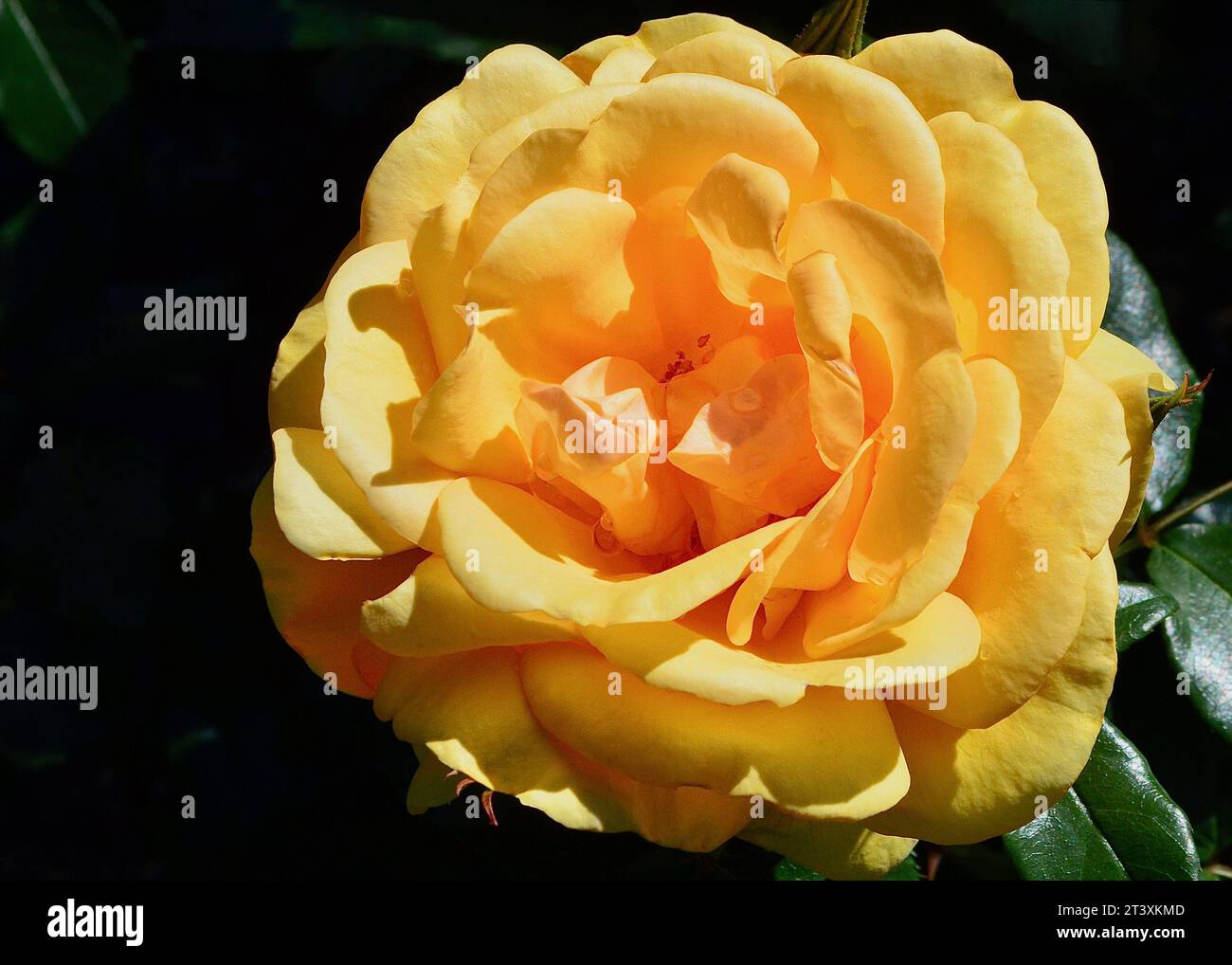A golden rose in the garden at spring time Stock Photo - Alamy