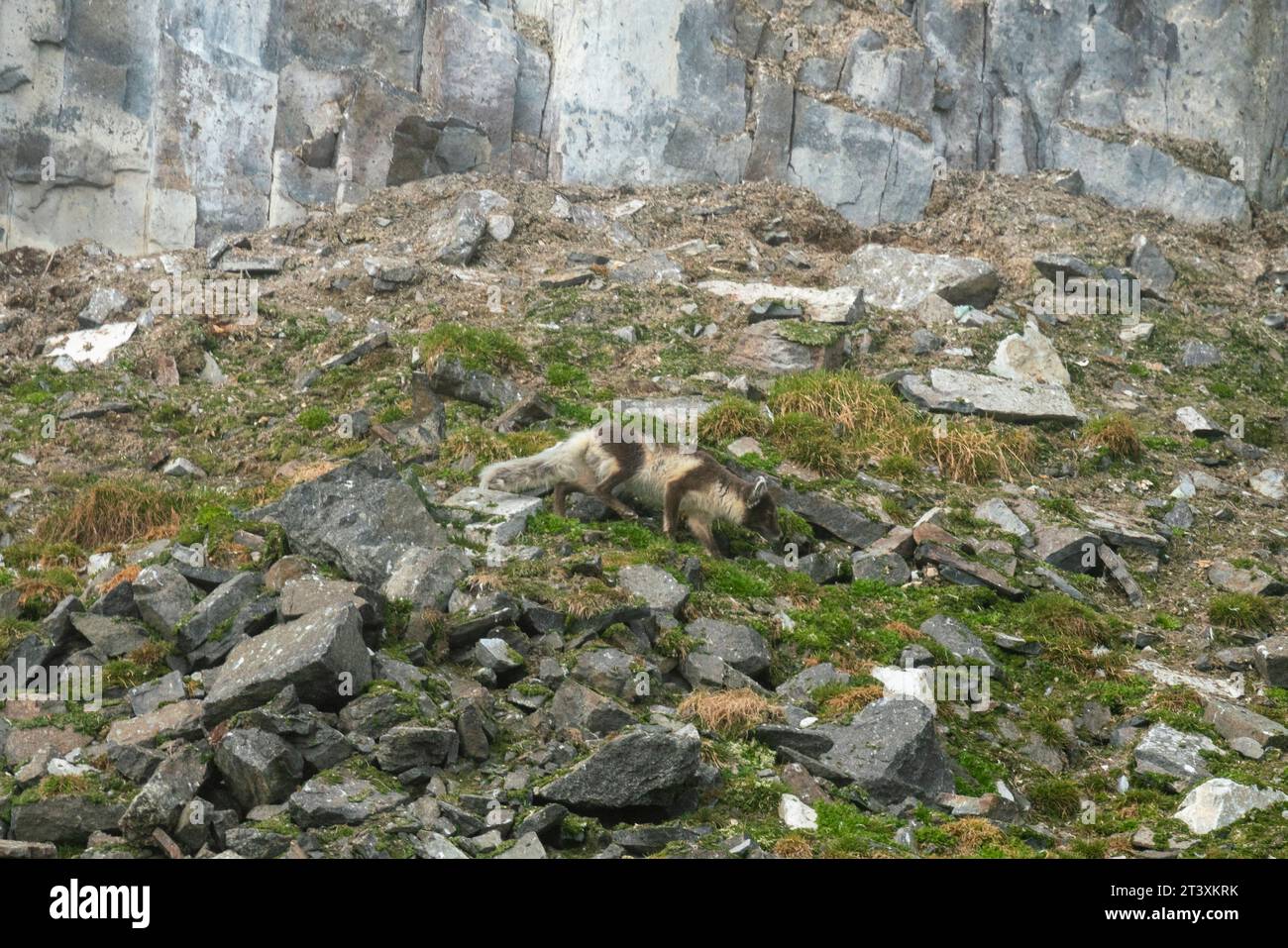 Arctic fox (Vulpes lagopus) hunting at Bruennich's Guillemots (Uria ...