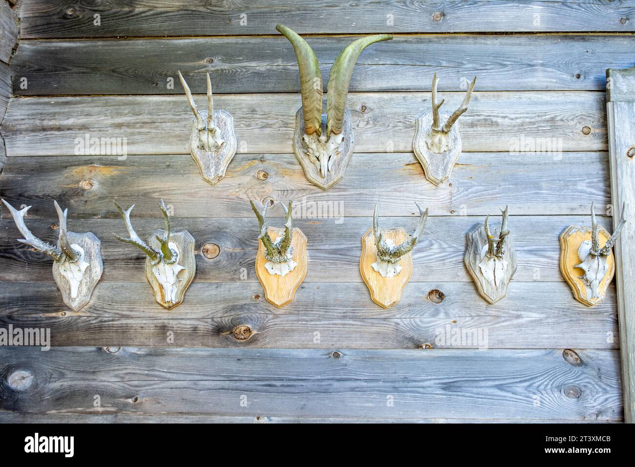 Many stuffed animals and trophies hang on the wall of an old wooden ...
