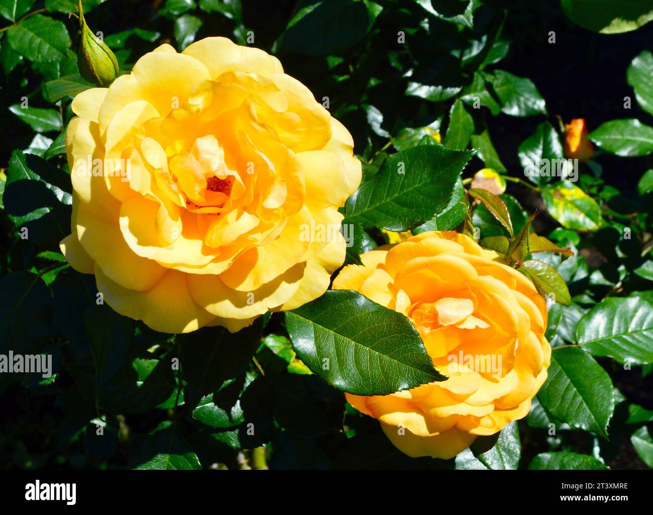 A beautiful golden rose in a sunny garden Stock Photo - Alamy