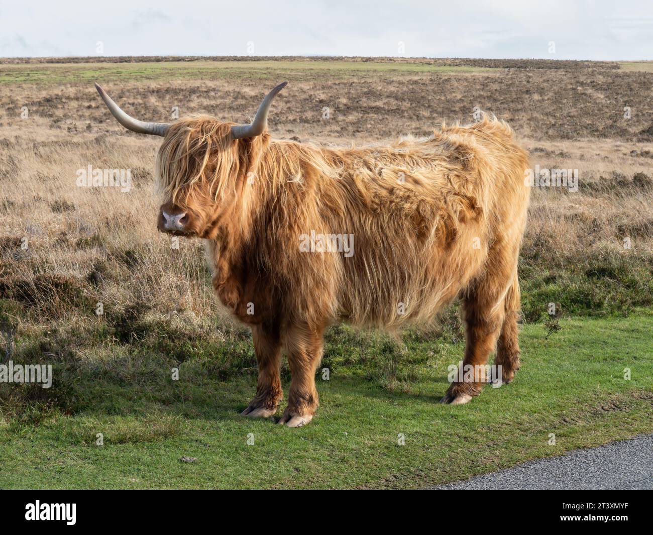 Exmoor highland cattle hi-res stock photography and images - Alamy