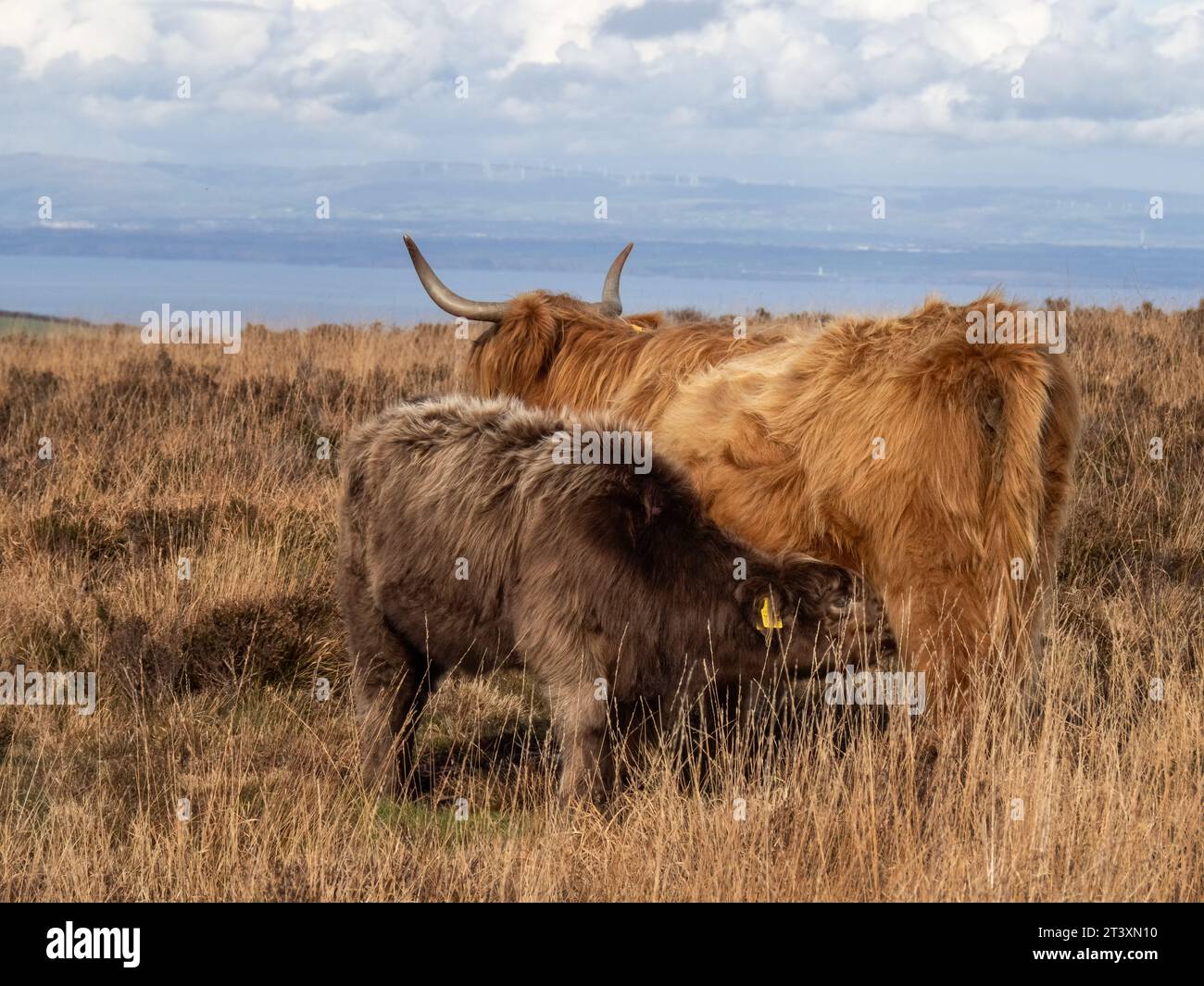 Highland cow and suckling calf on Exmoor, Devon, UK Stock Photo - Alamy