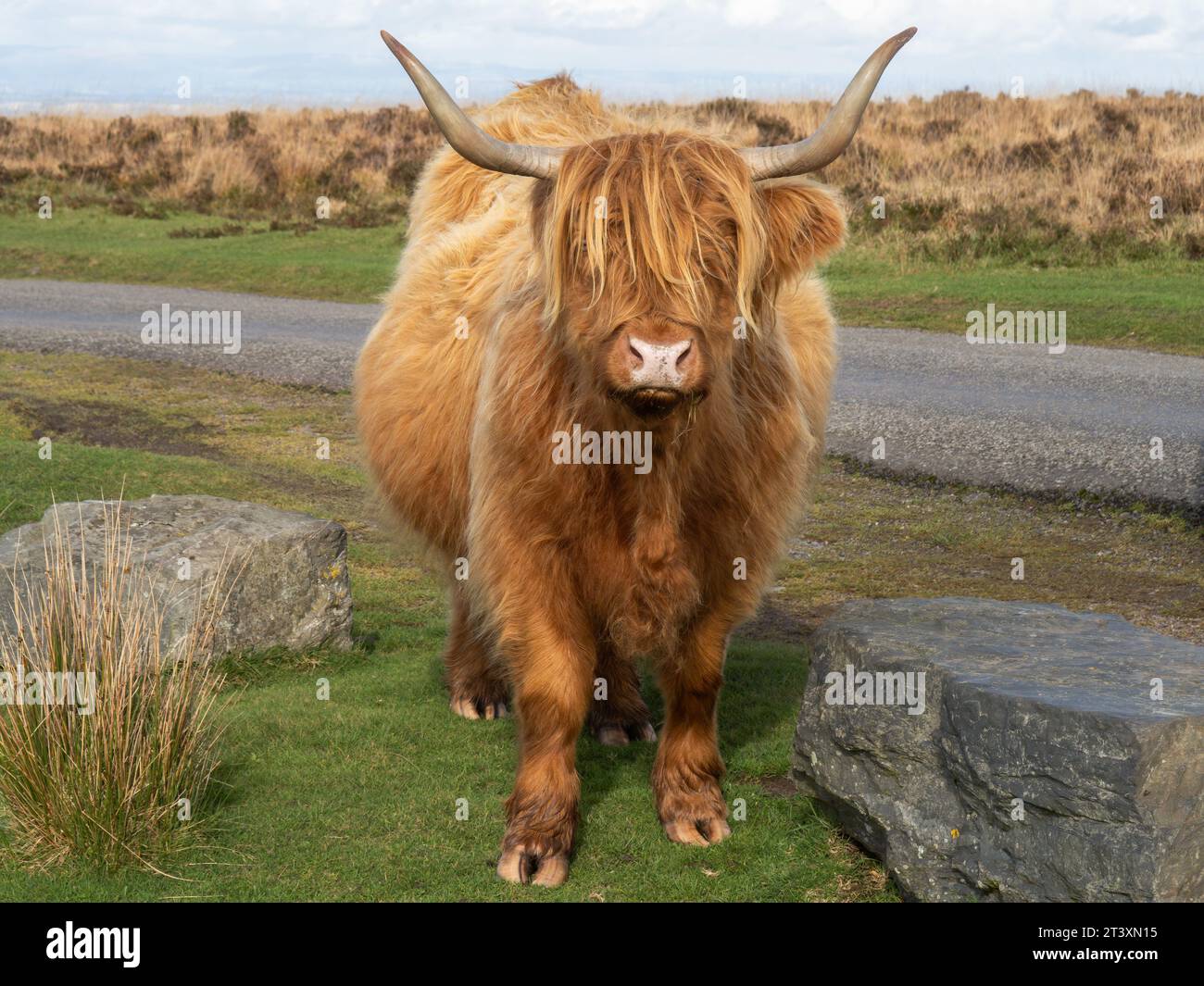 Highland cow on Exmoor, Devon, UK Stock Photo - Alamy