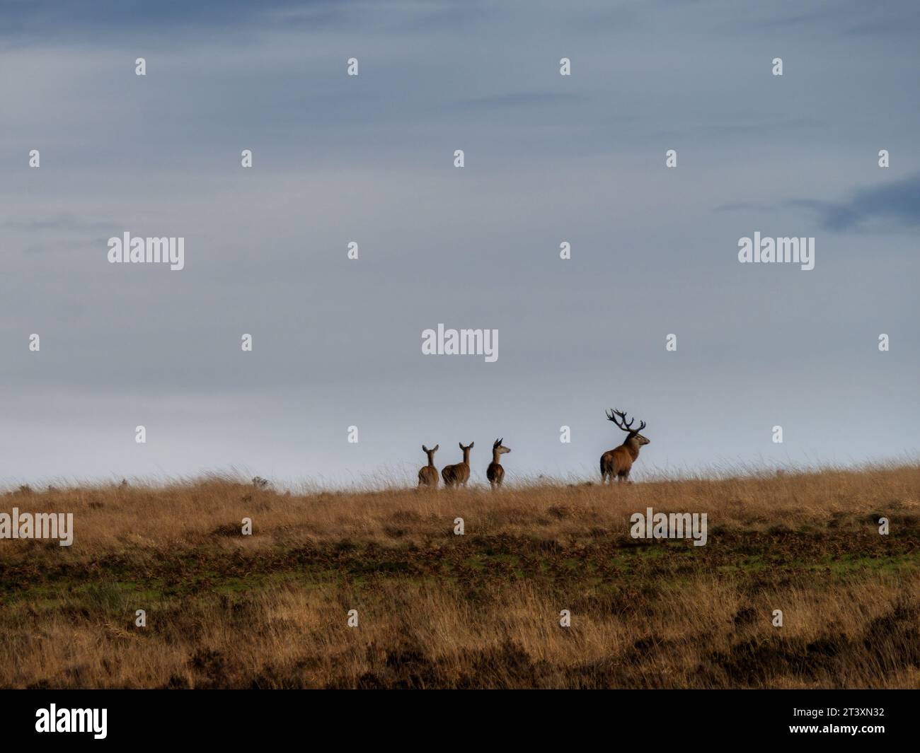 Red Deer on horizon, Exmoor National Park in England Stock Photo - Alamy