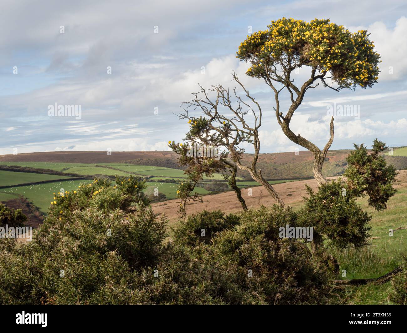 Autumn landscape on Exmoor, England, with gorse Stock Photo - Alamy
