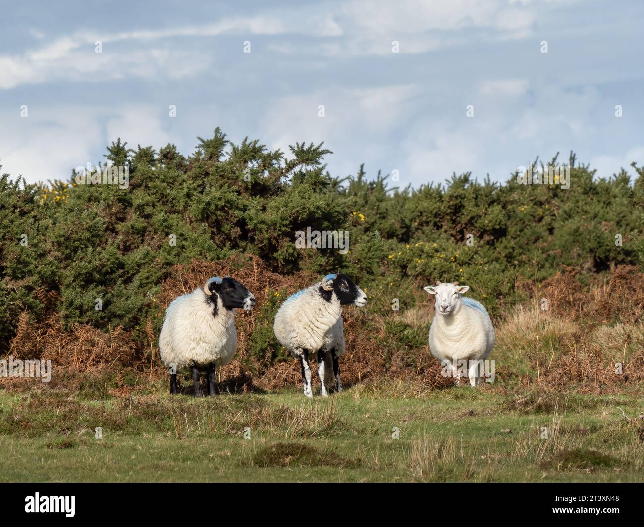 Trio of sheep hi-res stock photography and images - Alamy
