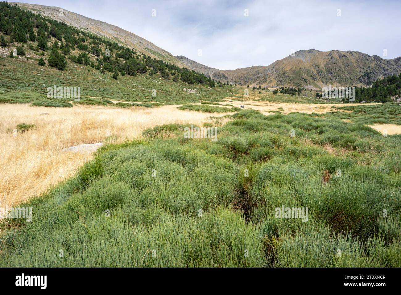 Arbol fluvial hi-res stock photography and images - Alamy