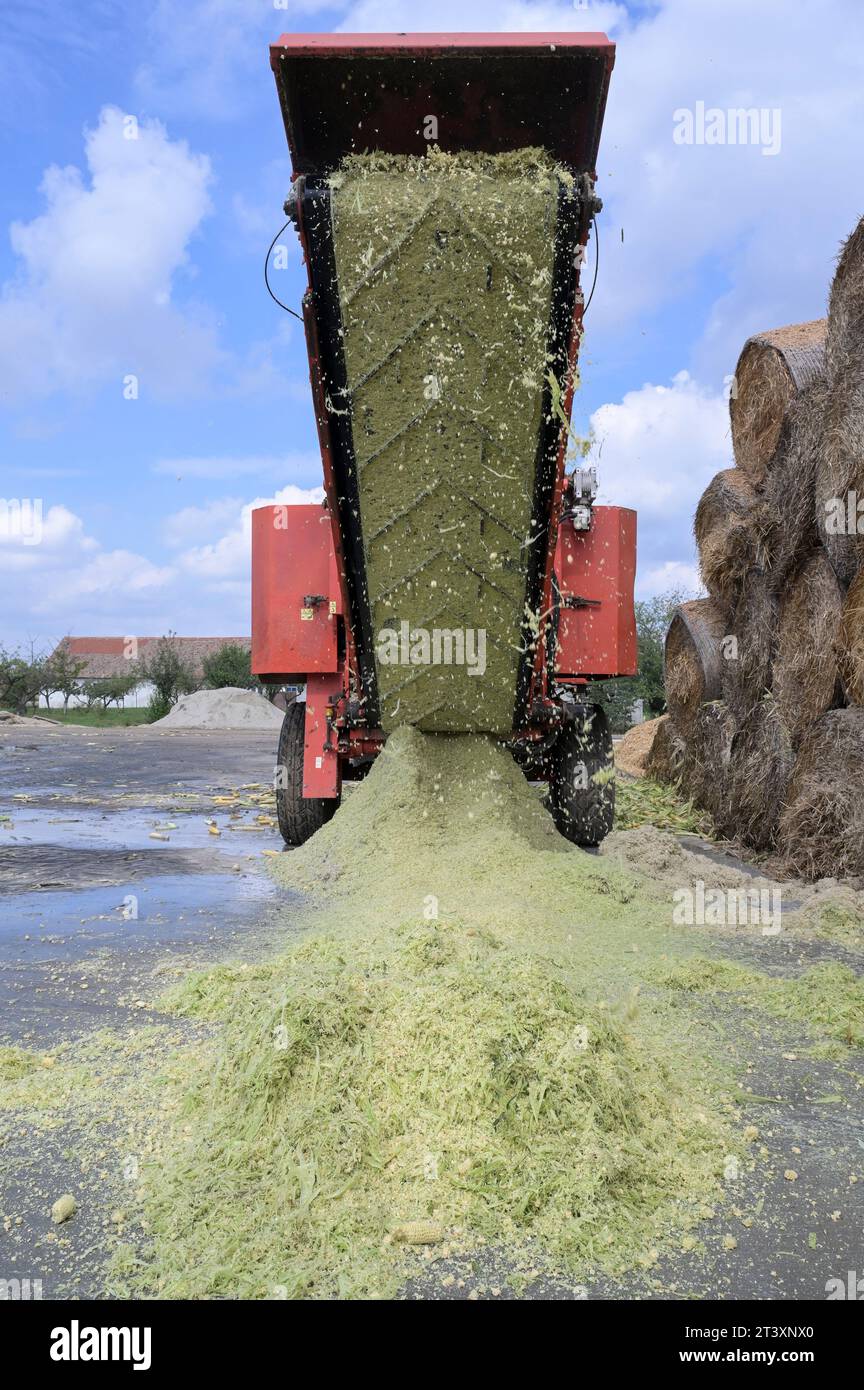 SERBIA, Vojvodina, maize silage preperation for biogas plant or cattle ...