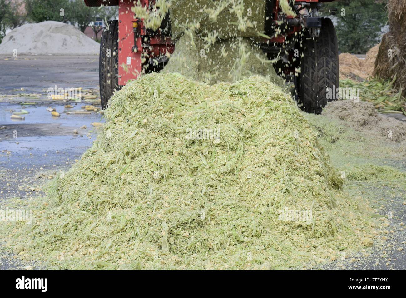 SERBIA, Vojvodina, maize silage preperation for biogas plant or cattle ...