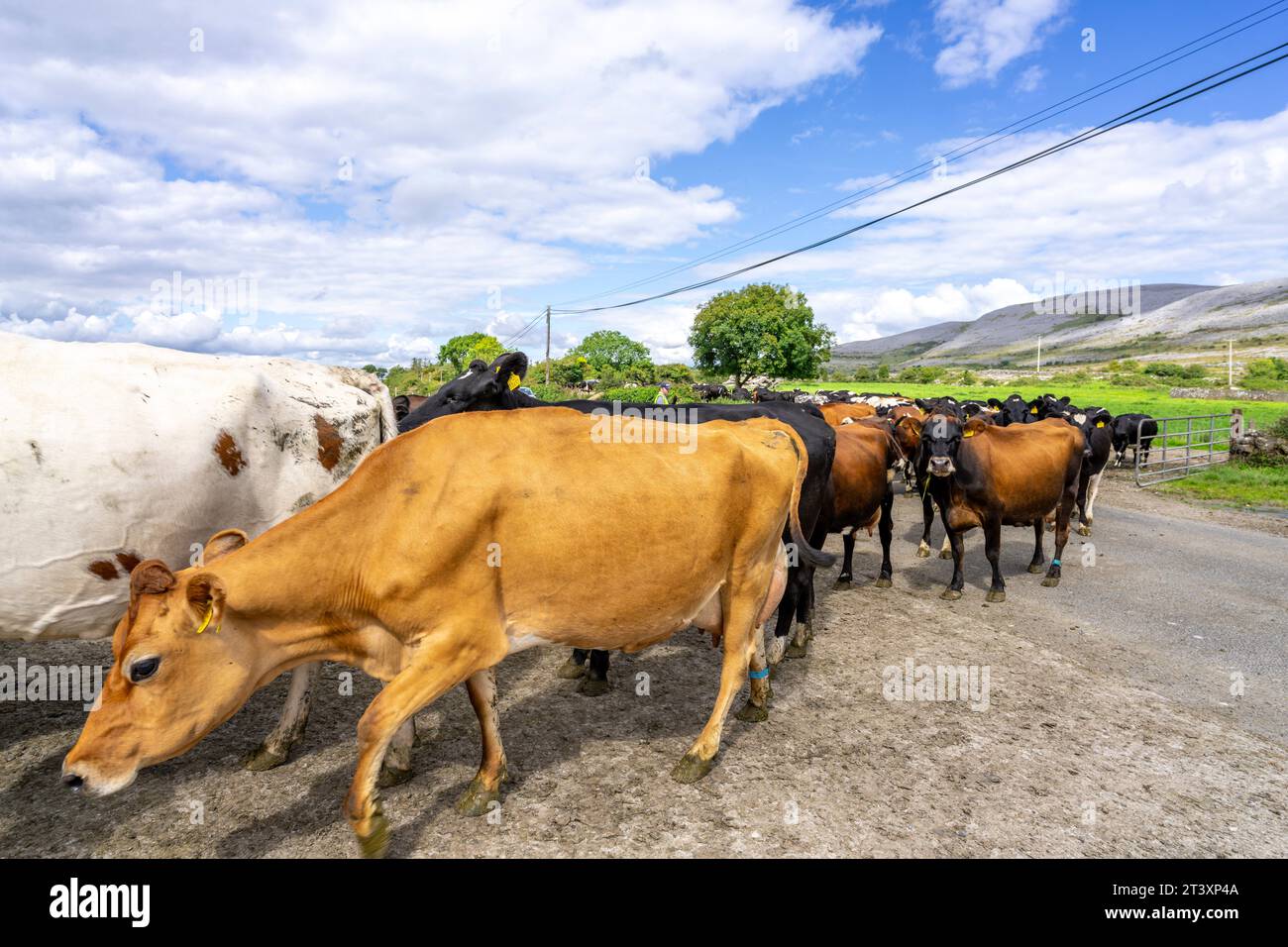 herd of cows crossing the road, The Burren, County Clare, Ireland ...