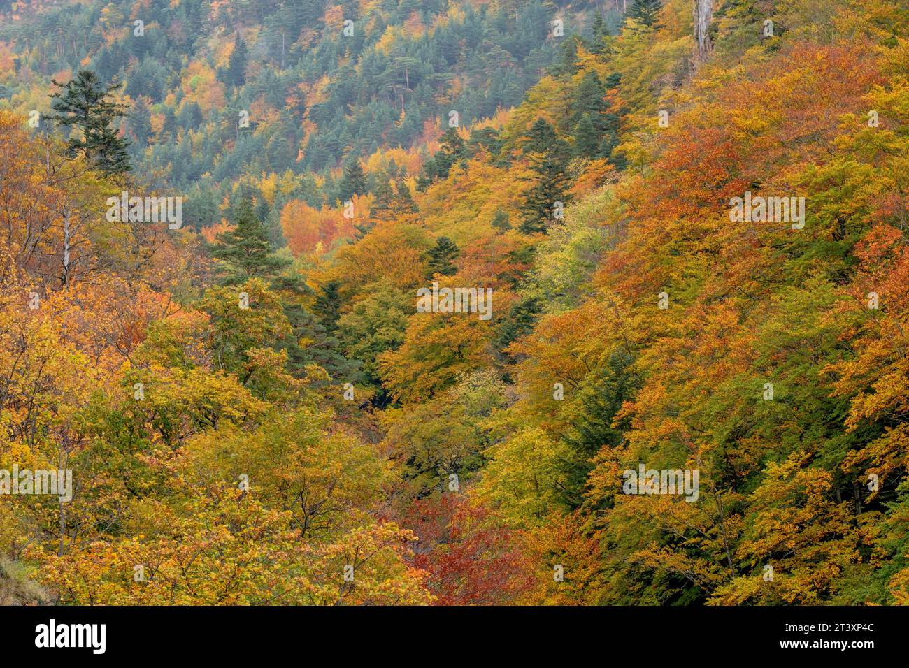 deciduous forest, Selva de Oza, Valley of Hecho, western valleys ...