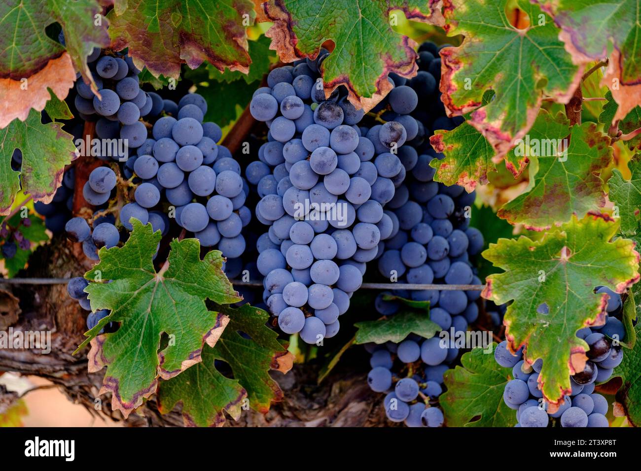 área de uva hi-res stock photography and images - Alamy