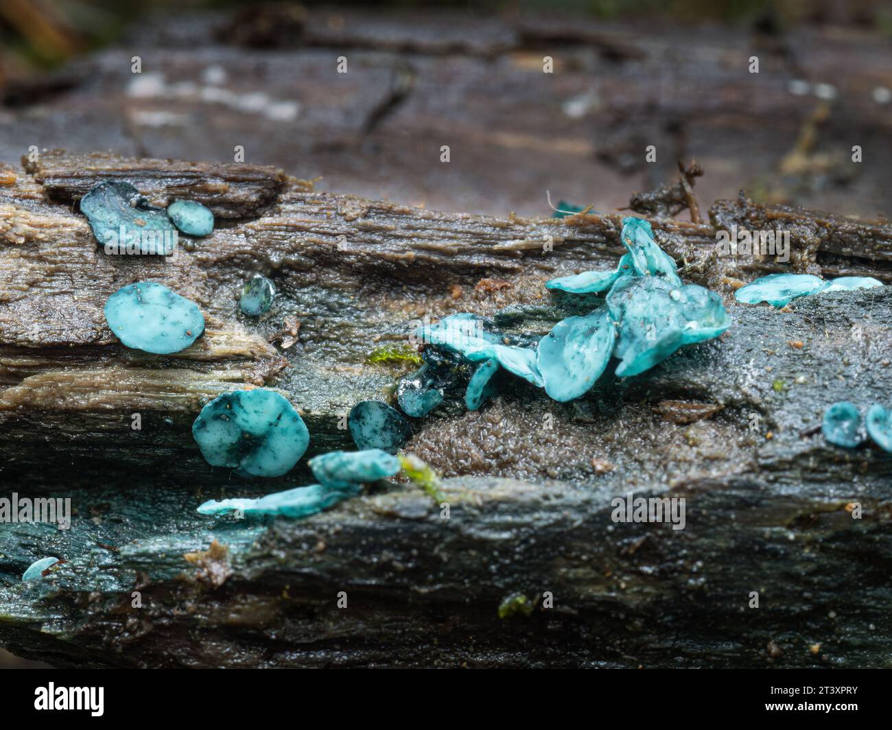Chlorociboria aeruginascens, aka Green Wood Cup mushroom fungus. UK ...