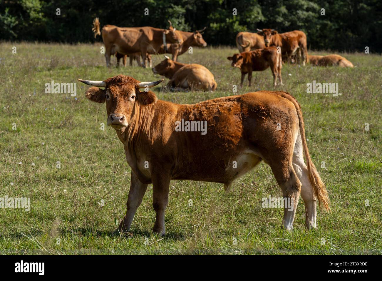 herd of blonde d'aquitaine cows, Ariège Pyrenees regional natural park ...