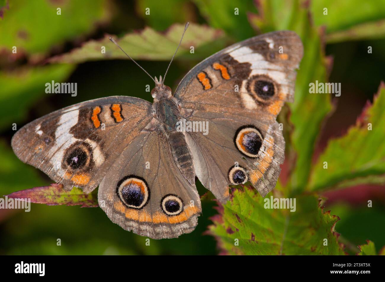 Common Buckeye butterfly landed on foliage Stock Photo - Alamy