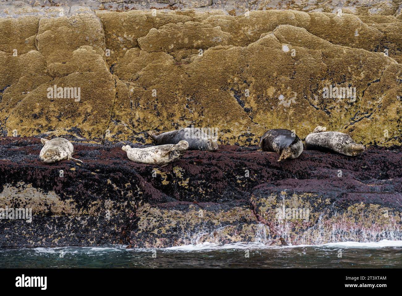 Colonies of marine ocells hi-res stock photography and images - Alamy