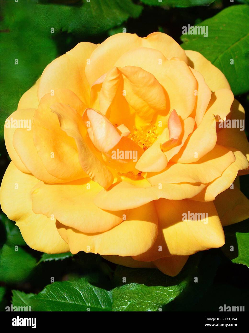 A beautiful golden rose in a spring garden Stock Photo - Alamy
