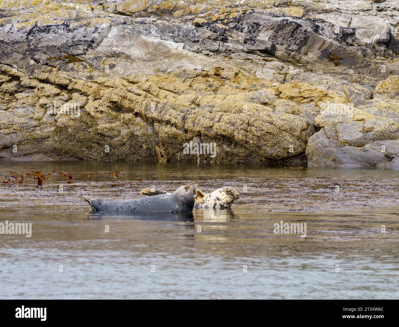 gray seal, Halichoerus grypus, Portmagee, Ring of Kerry, County Kerry ...