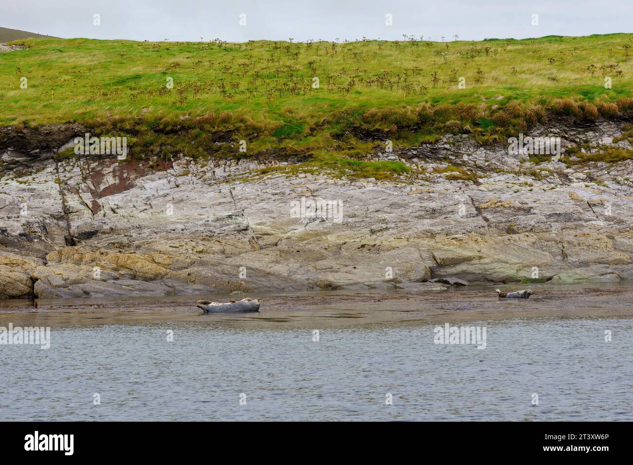 gray seal, Halichoerus grypus, Portmagee, Ring of Kerry, County Kerry ...