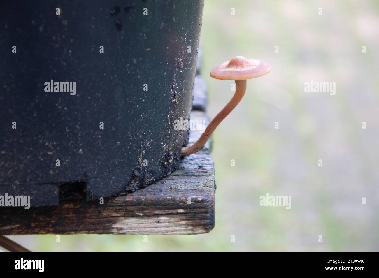Grow mushrooms container hi-res stock photography and images - Alamy