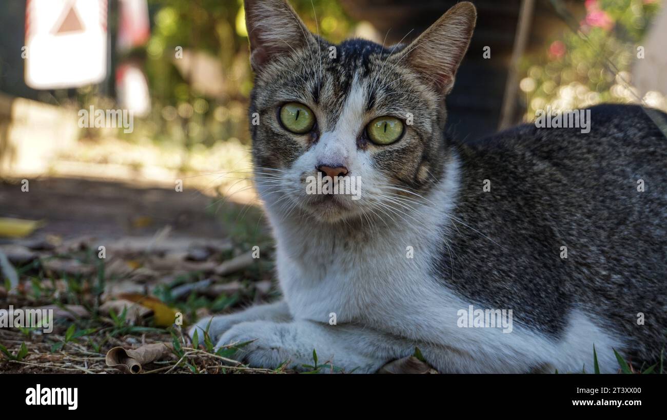 cute and adorable cat facial expressions Stock Photo - Alamy