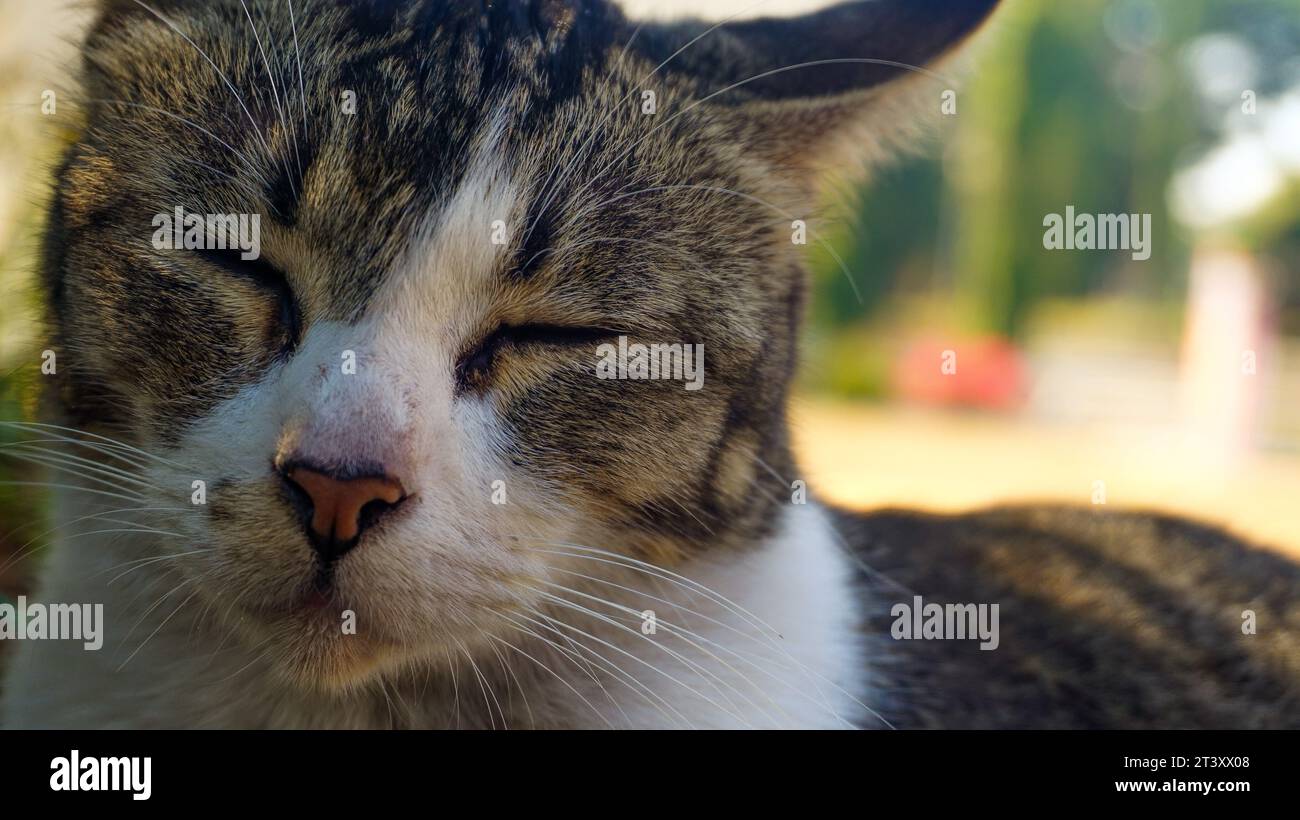 cute and adorable cat facial expressions Stock Photo - Alamy