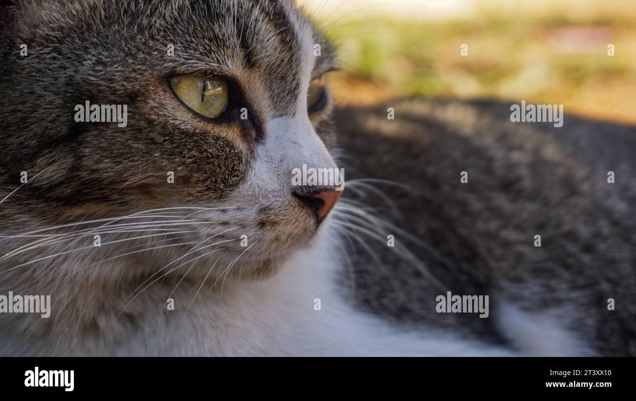 cute and adorable cat facial expressions Stock Photo - Alamy