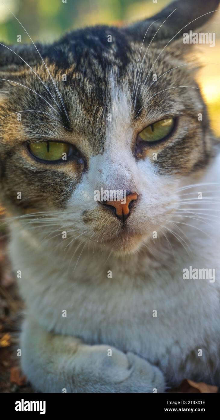 cute and adorable cat facial expressions Stock Photo - Alamy