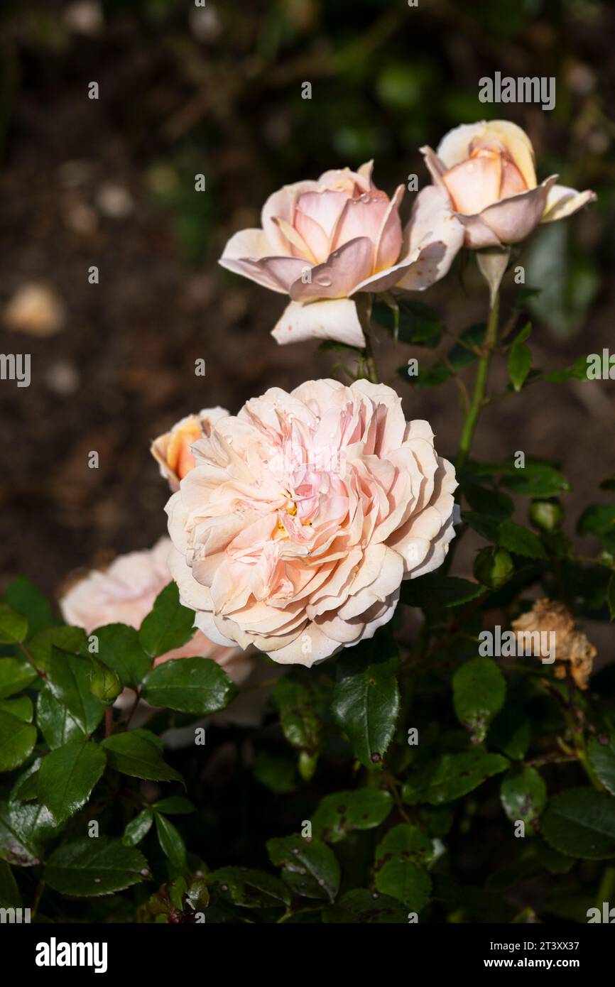 Joie de Vivre rose growing in a garden in Newquay in Cornwall in the UK ...