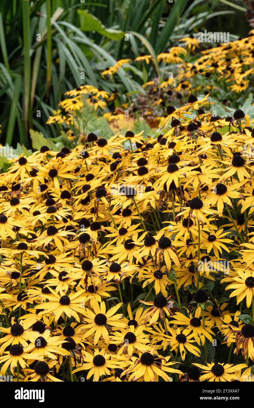 Rudbeckia growing in a garden in Newquay in Cornwall in the UK Stock ...