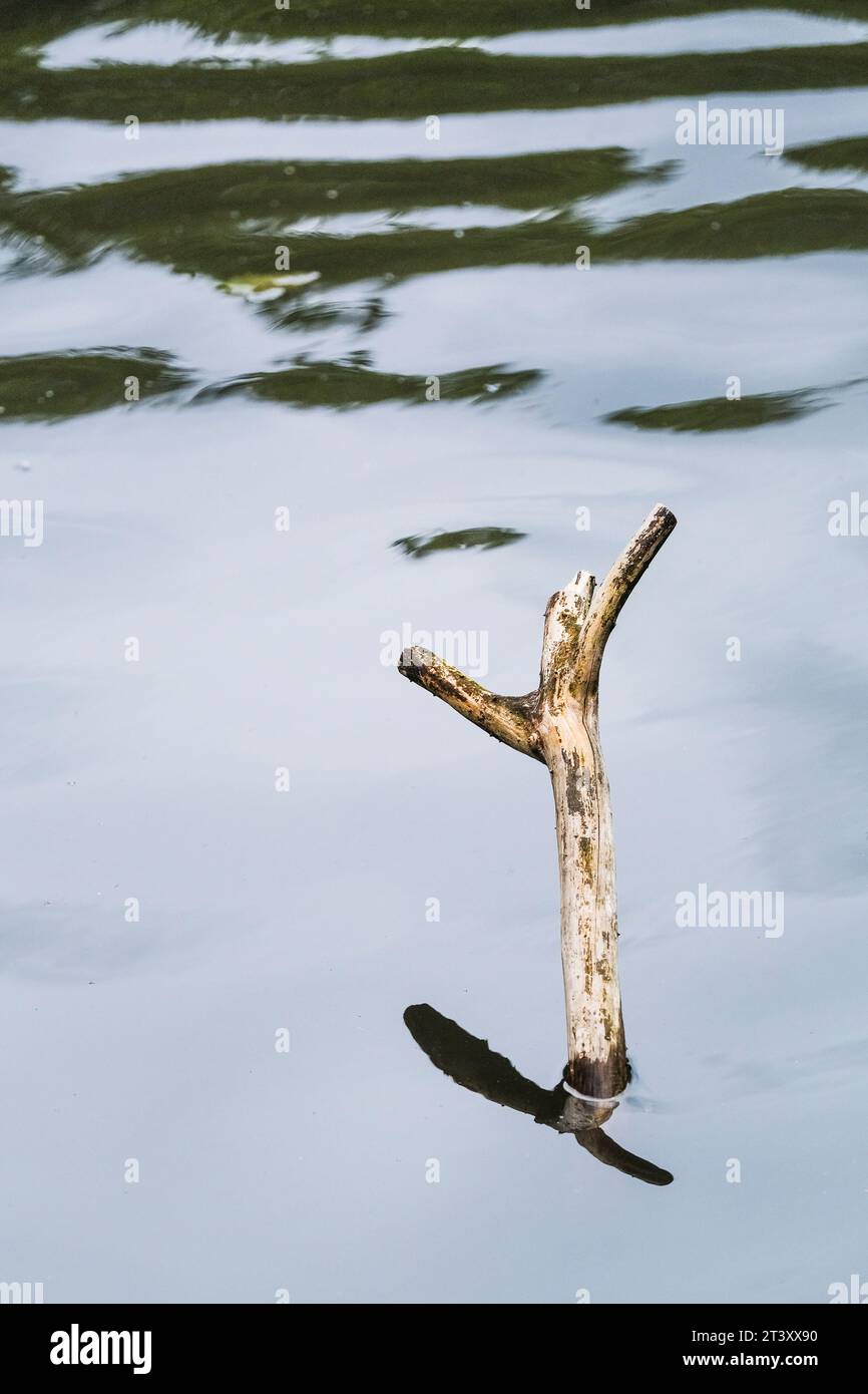 A tree branch protruding from the surface of a freshwater lake in ...