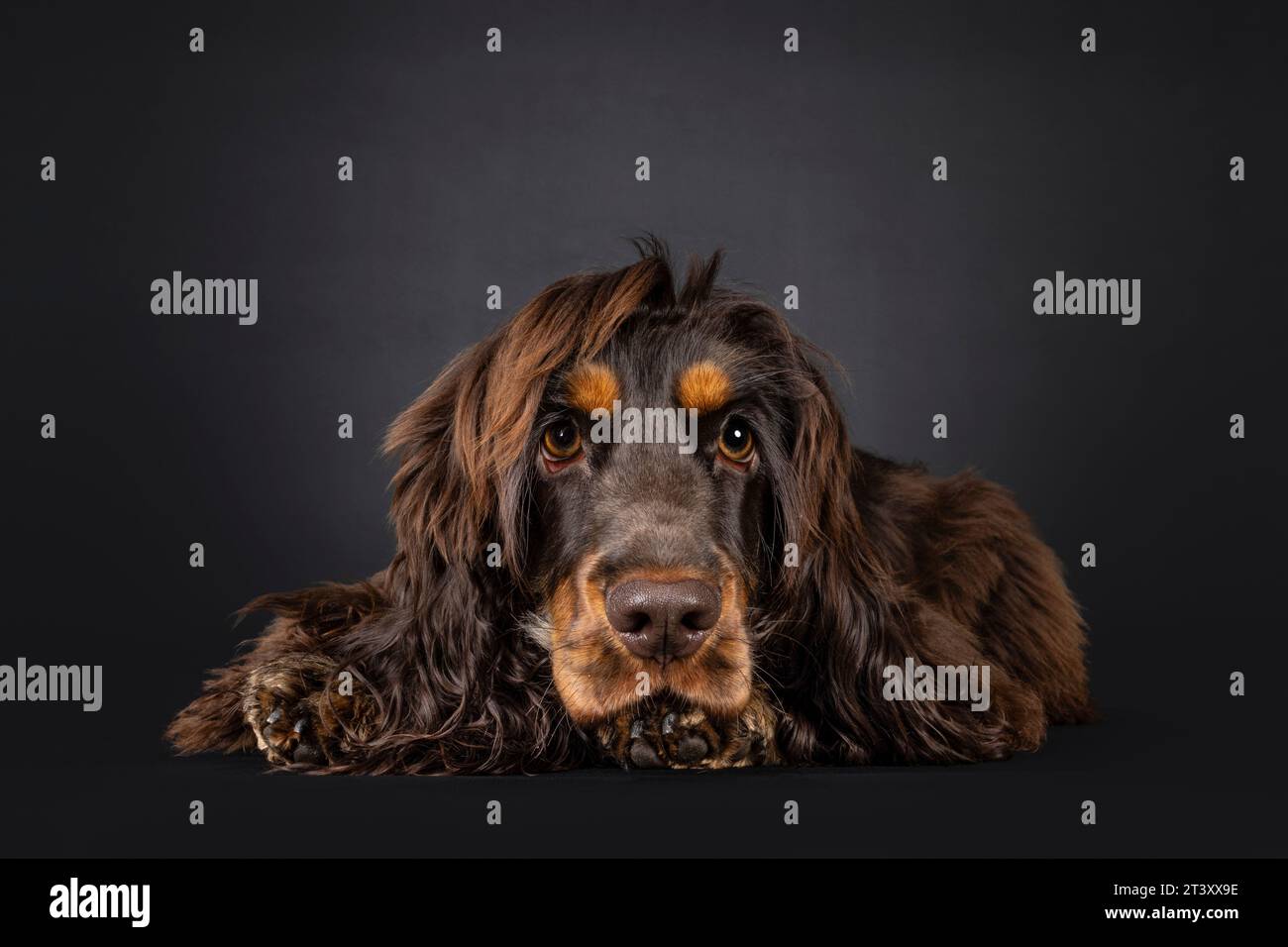 Black spaniel dog laying down hi-res stock photography and images - Alamy