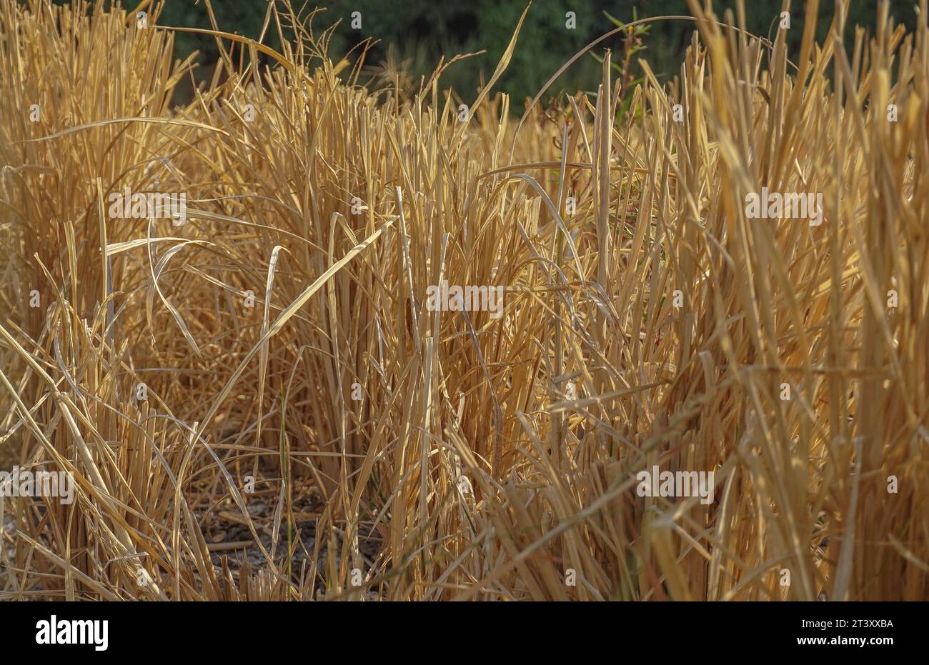 Rice plants that have been harvested then dry out Stock Photo - Alamy