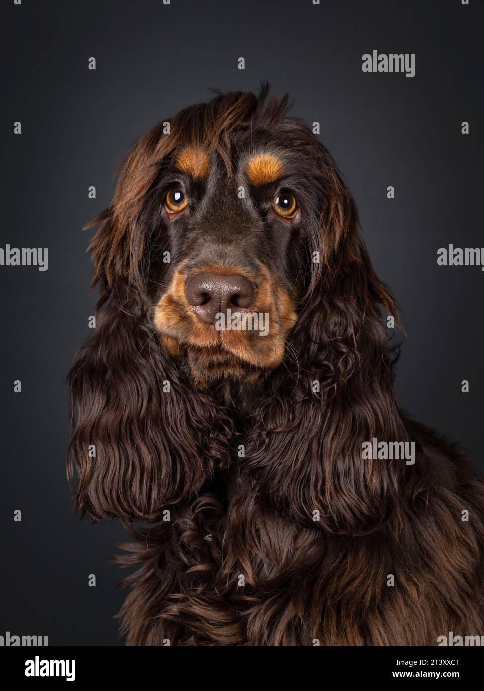 Head shot of young adult choc and tan Cocker Spaniel dog, lsitting up ...