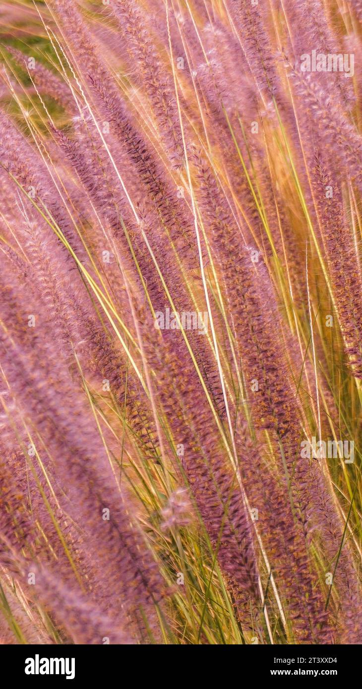 Pennisetum setaceum or beautiful purple tandan abadi grass Stock Photo ...