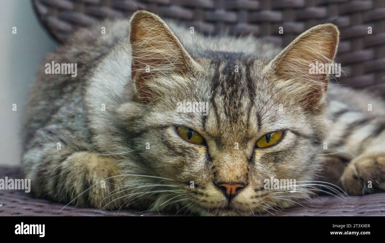 cute and adorable cat facial expressions Stock Photo - Alamy