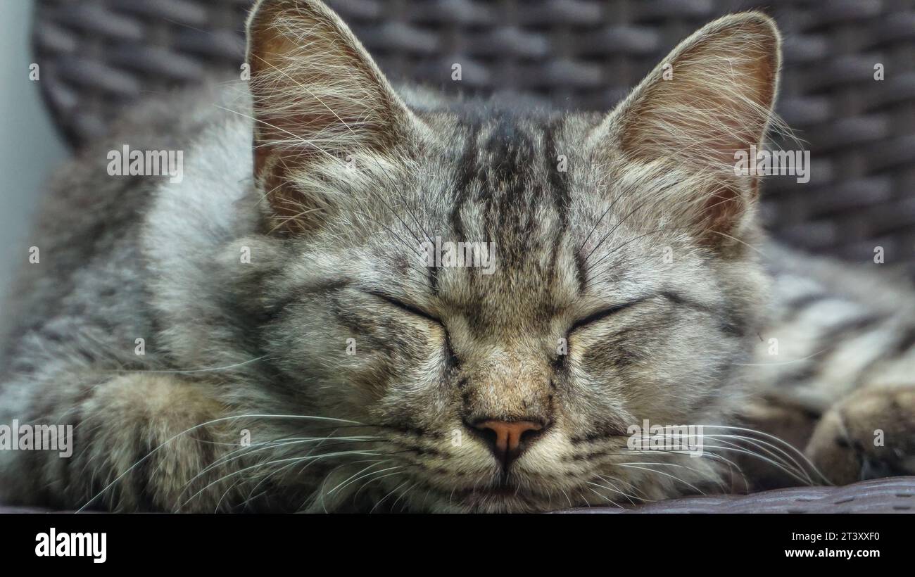 Animal facial expressions hi-res stock photography and images - Alamy