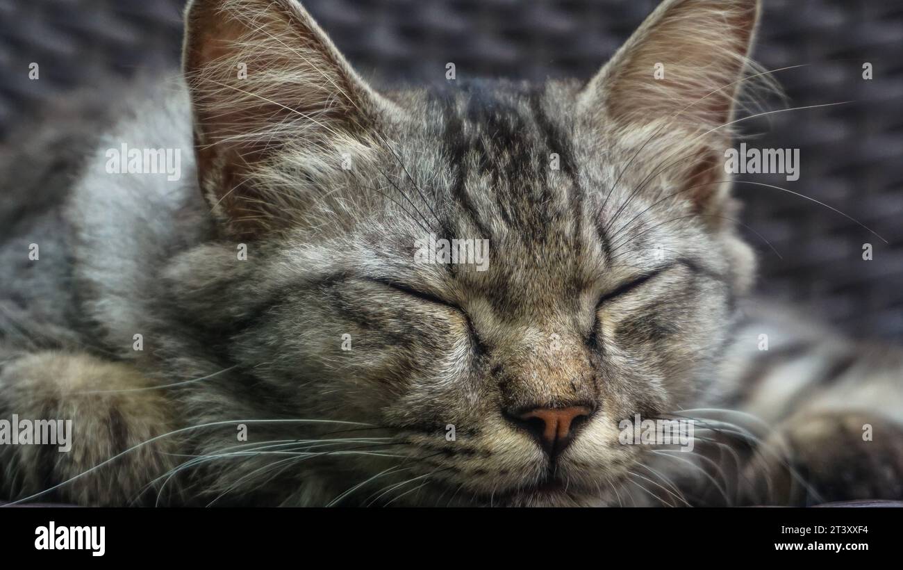 cute and adorable cat facial expressions Stock Photo - Alamy