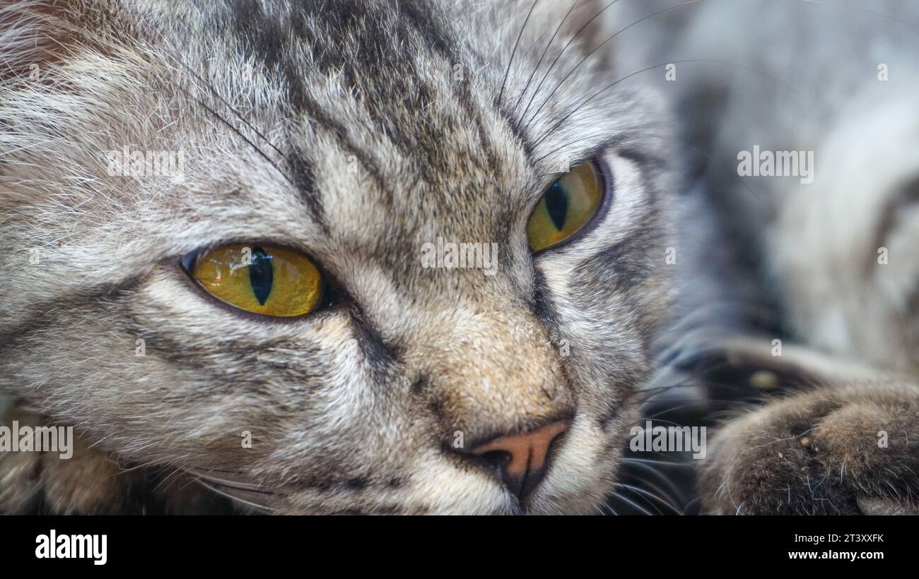 cute and adorable cat facial expressions Stock Photo - Alamy