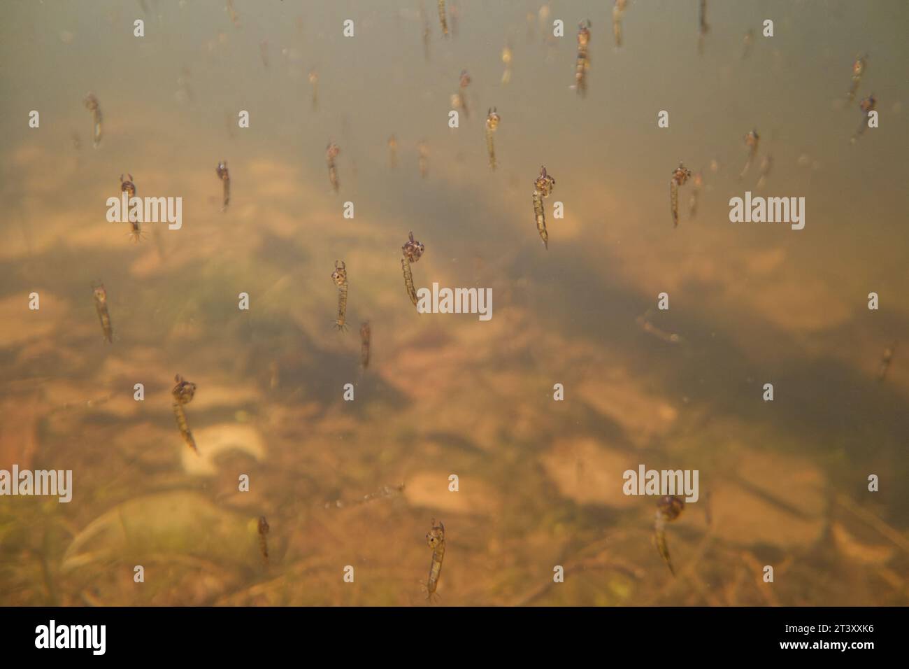 Phantom midge hi-res stock photography and images - Alamy