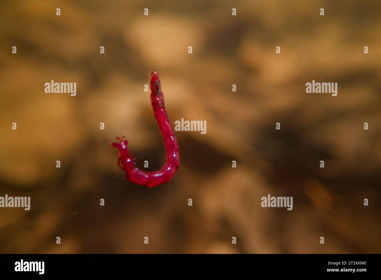 Lake fly larvae swimming in a pond Stock Photo - Alamy