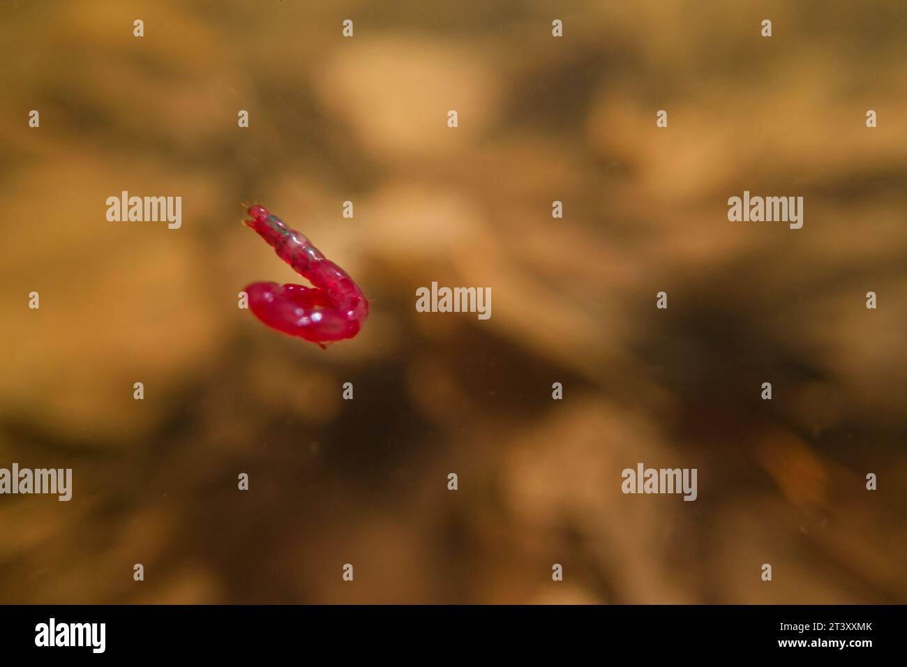 Lake fly larvae swimming in a pond Stock Photo - Alamy